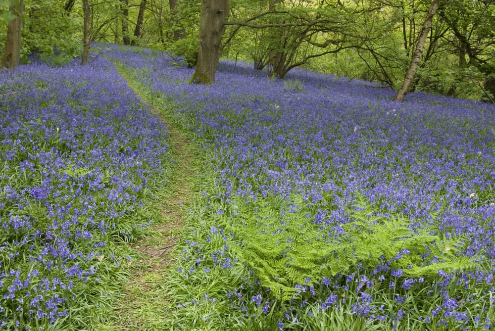 12 Best Places to Find Bluebells in Yorkshire: Top 2024 Hotspots Revealed