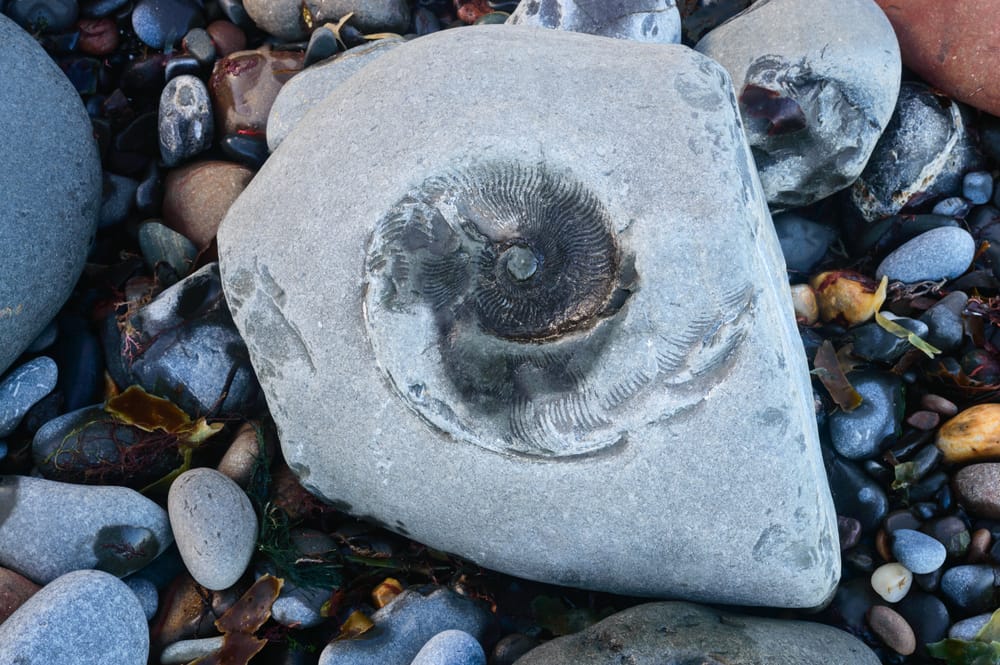 Things to Do in Whitby: The Best Attractions and Activities