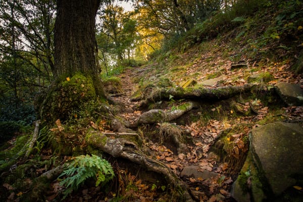 Rivelin Valley Nature Trail